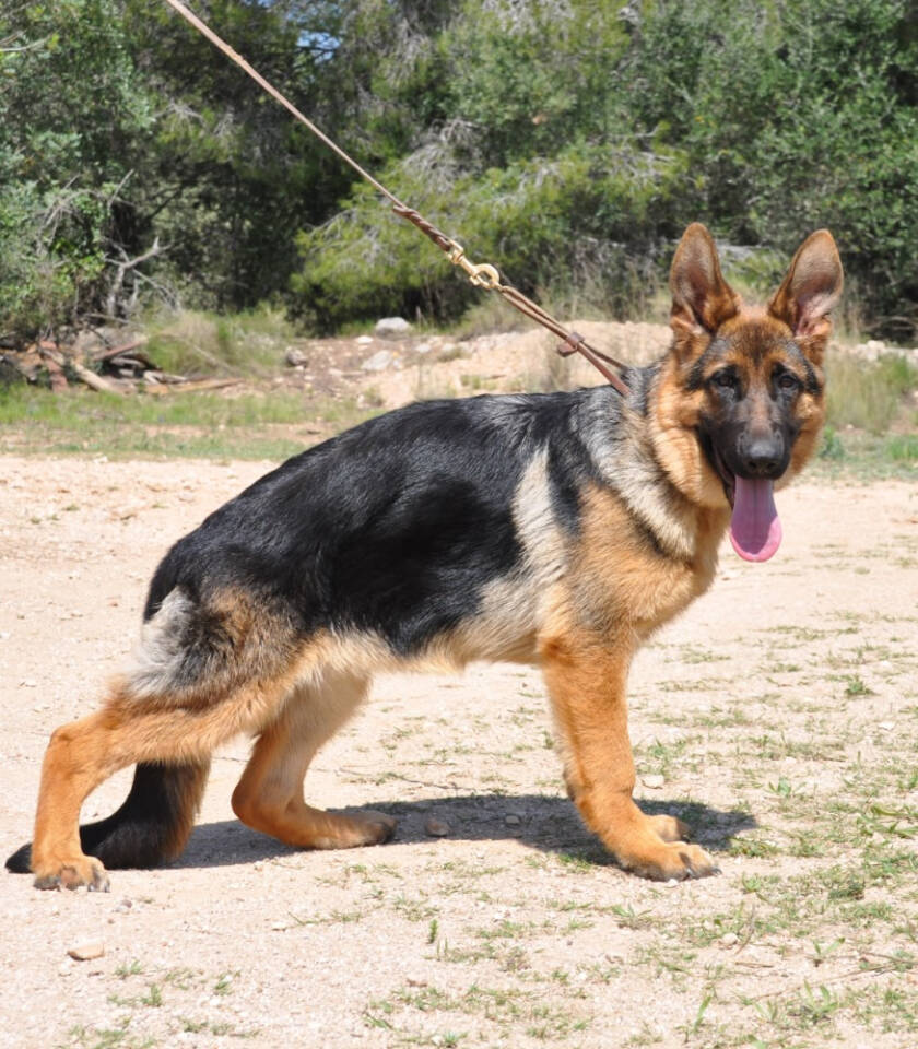 Nuestro criadero - Cachorros de pastor alemán